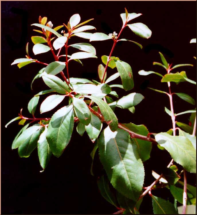 Biologi - Lingkungan Hidup: Teh Arab (Catha edulis. forsk)