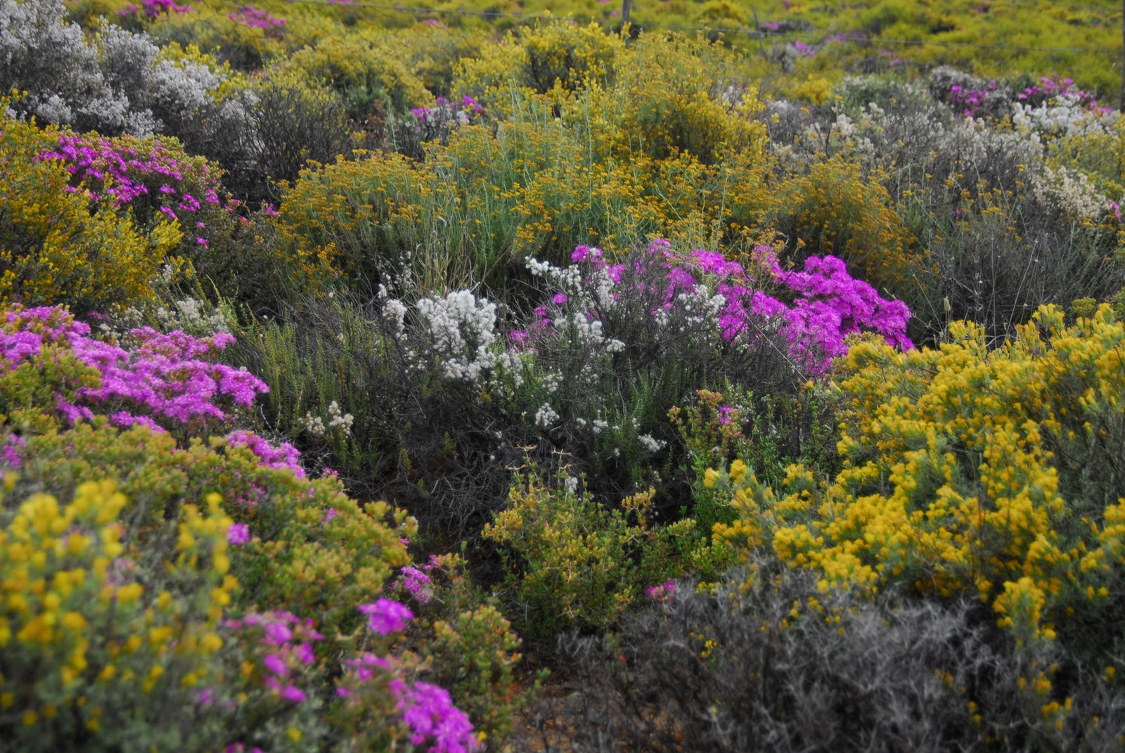 Postcards from a Small Planet: An Exceedingly Springy Karoo