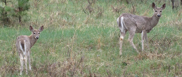 Bickford's Tin Can Tour: South Dakota & North East Wyoming
