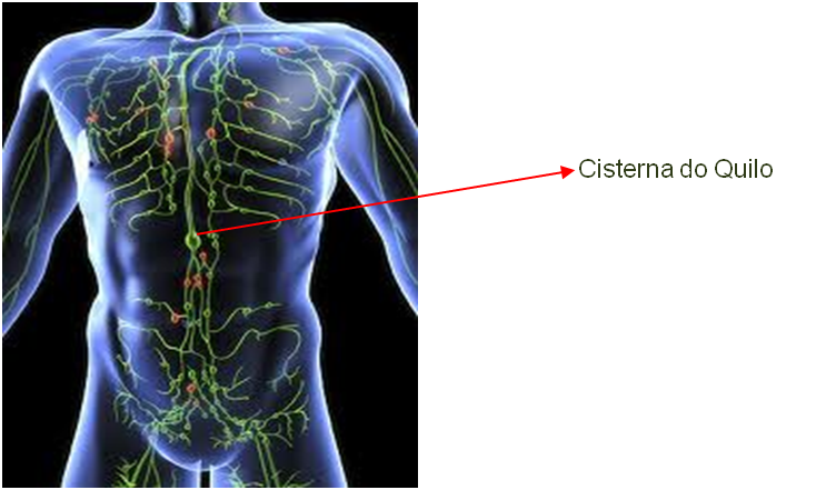 O Melhor da Anatomia: Sistema Linfático