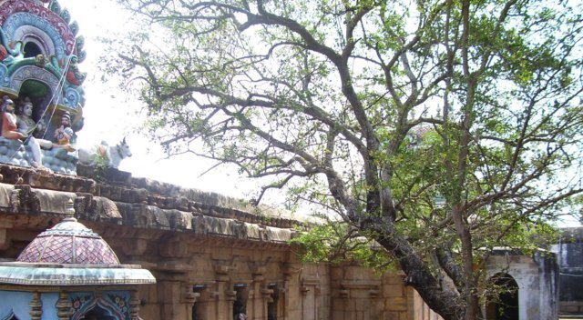 Tamilnadu Tourism: Kokileswarar Temple, Thirukkozhambam, Thanjavur