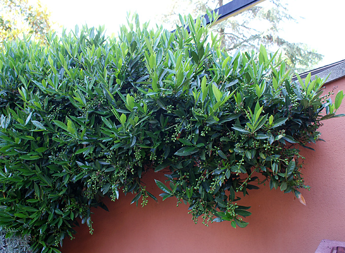 Hortus Italicus: Prunus laurocerasus 'Caucasica'