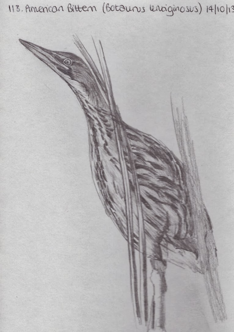 Learn.Draw.BIRD.: 118. American Bittern (Botaurus lentiginosus)