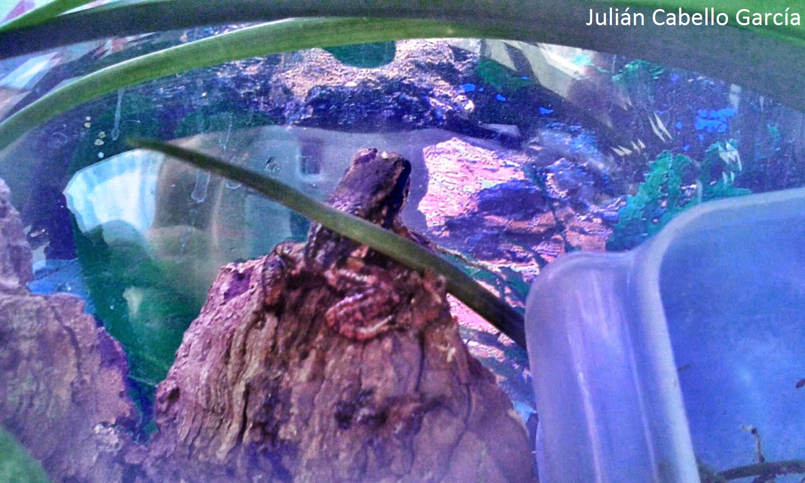 Dendroland: Diario de un Sapito Niñero Oriental (Colostethus Mandelorum)