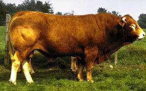 Agrobisnis: sapi limousin