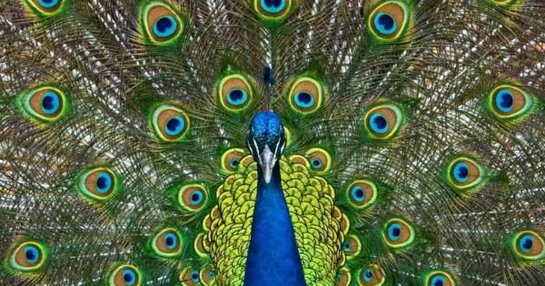 The Internet Tries Again To Name Animals (22 Pics). Part 2