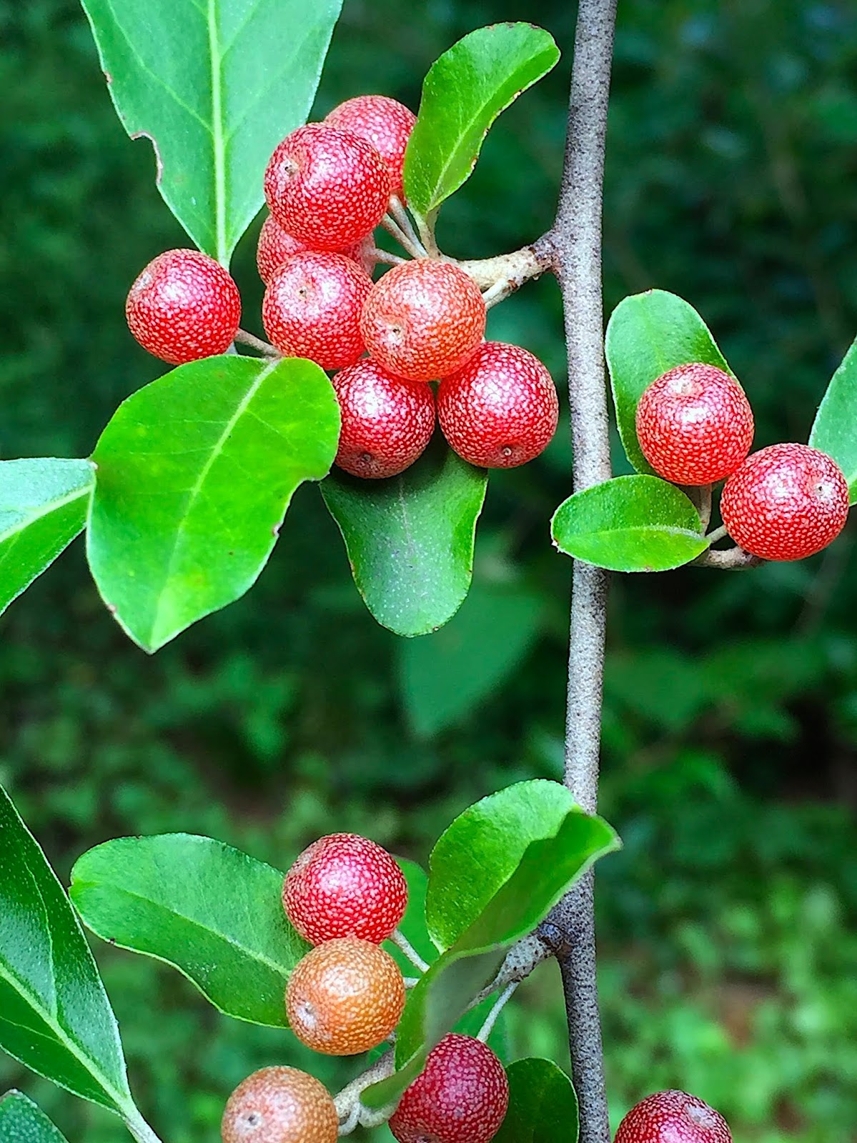 Climate change research in partnership with Thoreau: 2018