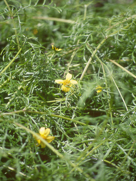 Myoporum Ground Cover Yellow Flowers