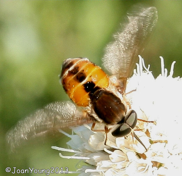 South African Photographs: Needle-nose Fly (Philoliche aethiopica)