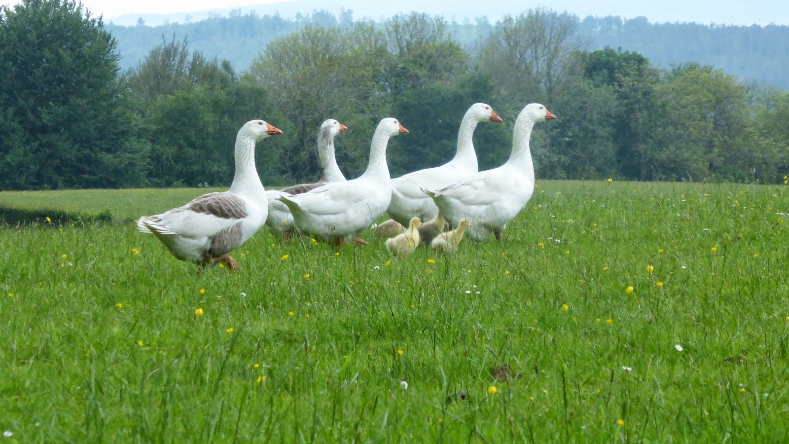 Backsbottom Farm: Goose Stepping