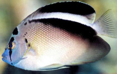 Marine Life: Griffis Angelfish