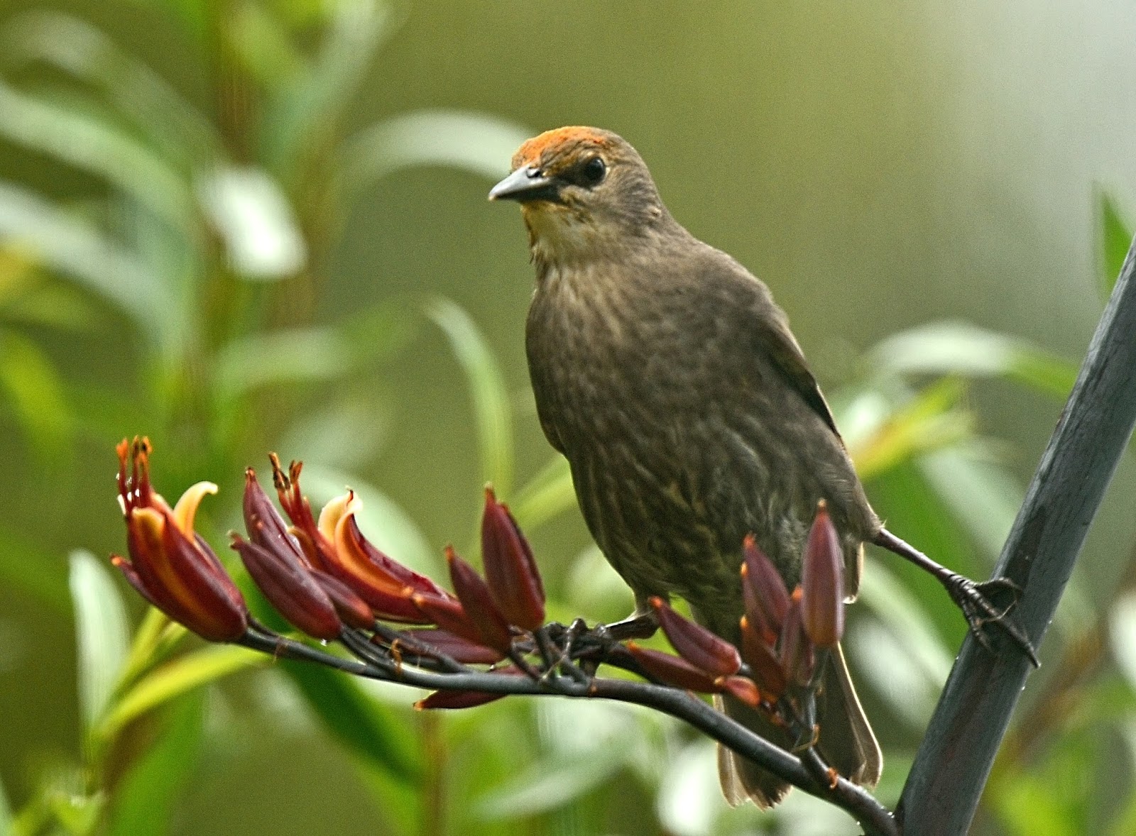 Alan James Photography : Orange browed Starlings
