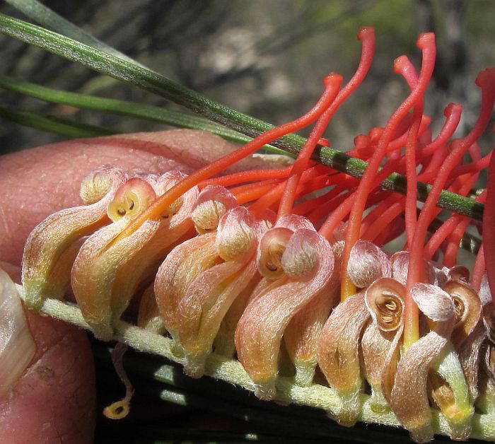 Esperance Wildflowers: Grevillea cagiana - Red Toothbrushes