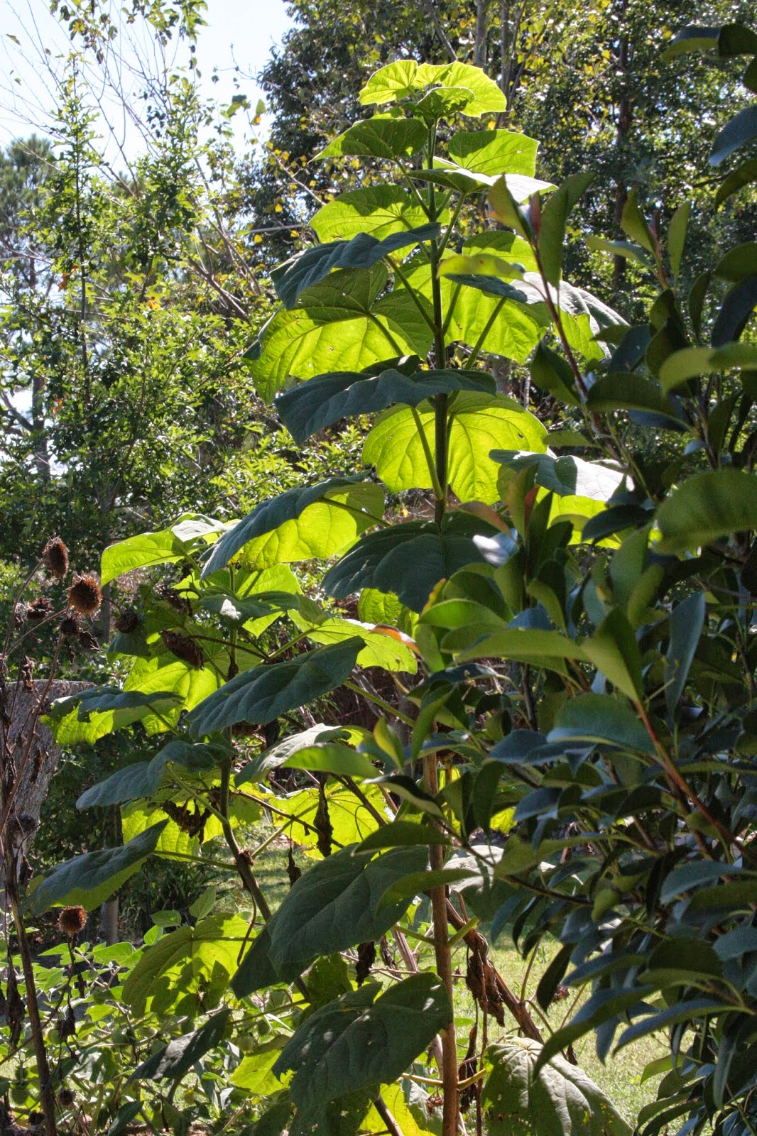 Chinese Empress Tree is Pawlownia