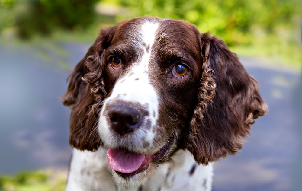 Shelter Dogs of Portland: "SUKI" the BEST LOVABLE blind Springer Spaniel