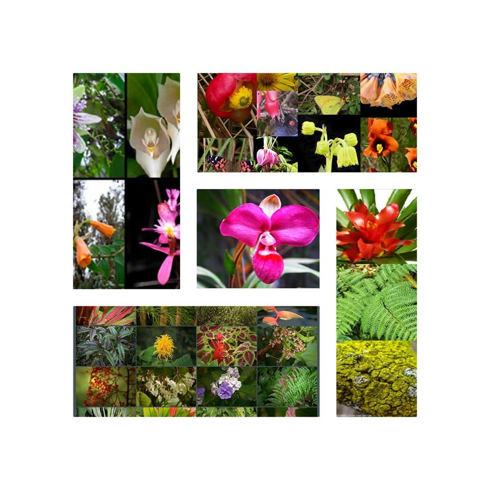 Flora del Ecuador