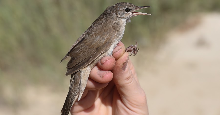 Birds of Saudi Arabia: Three Savis Warblers trapped and ringed - Jubail