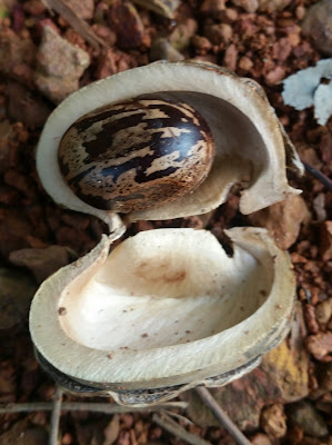 Warisan Petani: Buah Getah.