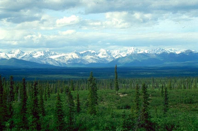 Datos fascinantes sobre el bosque boreal