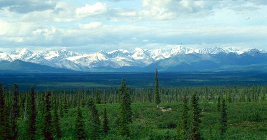 Datos fascinantes sobre el bosque boreal