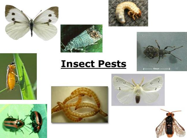 List of Major pest of Rice, Sugarcane, Jute and Cotton with their ...