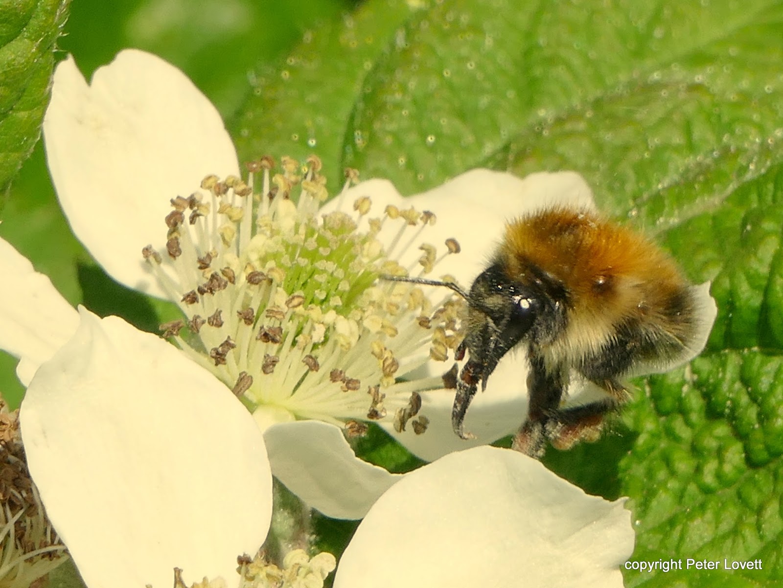 Peter Lovett's ramblings : Big-headed Mining Bee, Andrena bucephala and ...