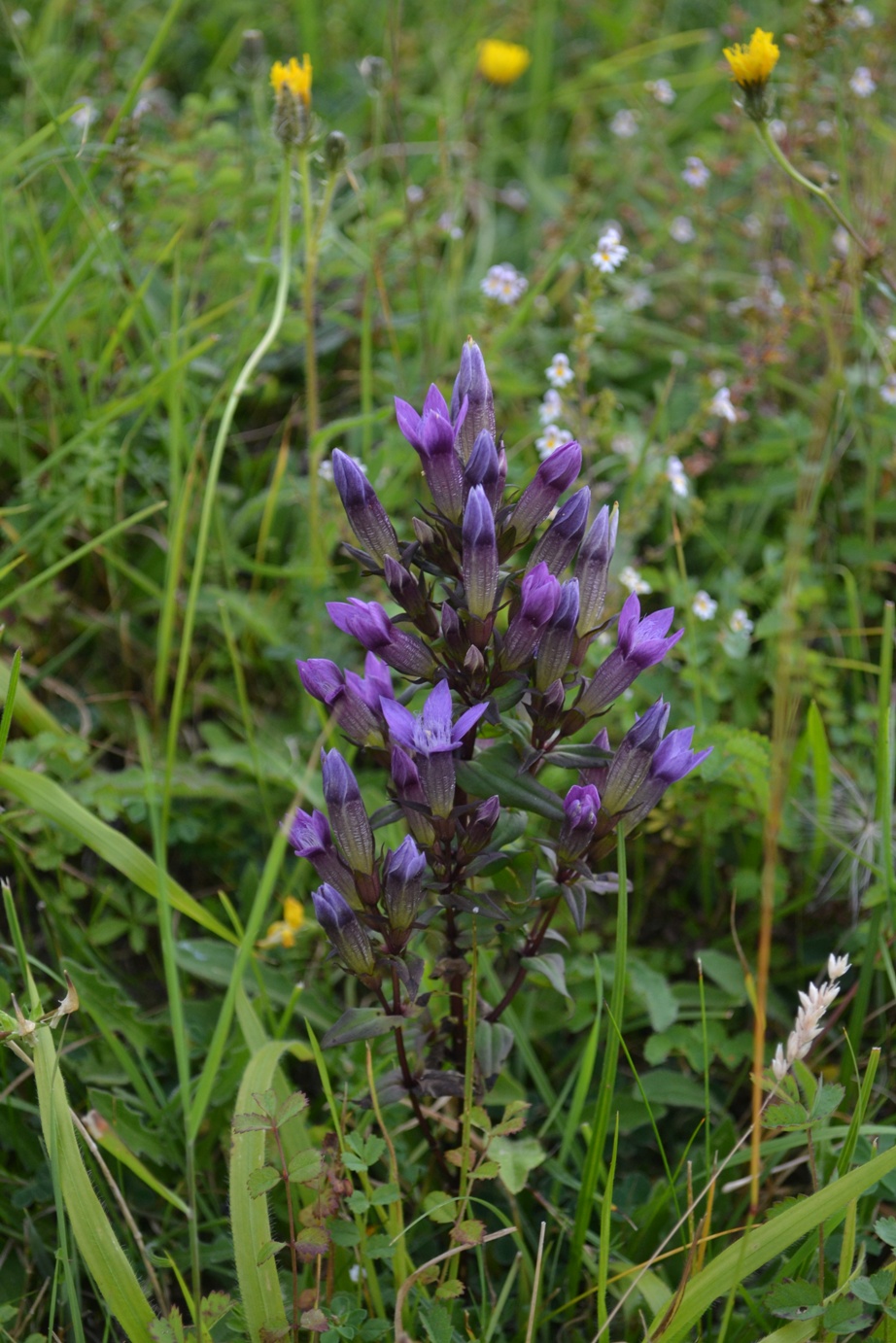 Walks among Flowers: Oxfordshire: Chiltern Escarpment: Aston Rowant to ...