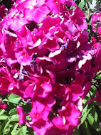 The Story Of Our Lives: A Little Sunlight: Mayella Ewell Character Analysis