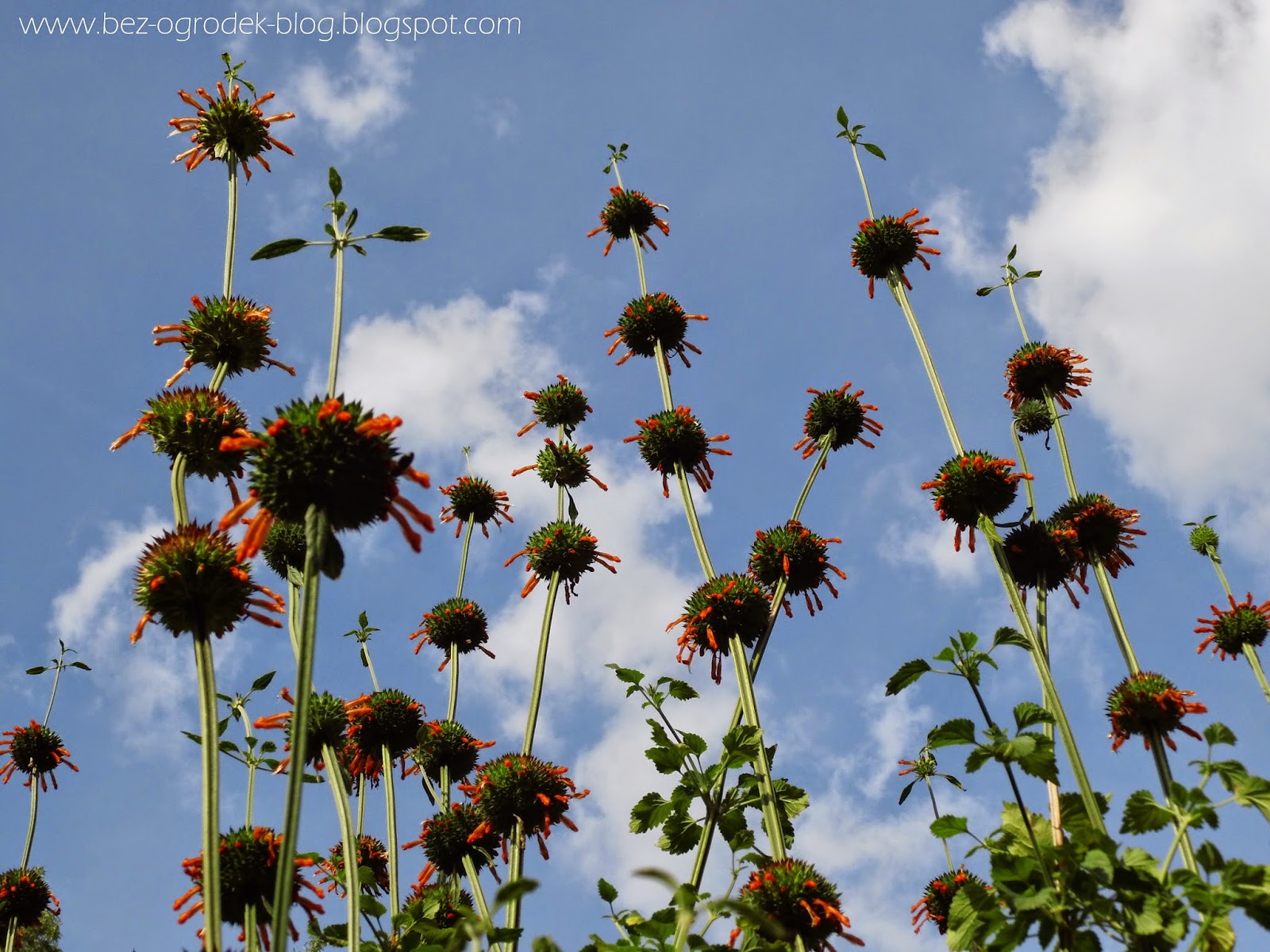 Impreza z Klip Dagga | BEZ OGRÓDEK | blog ogrodniczy