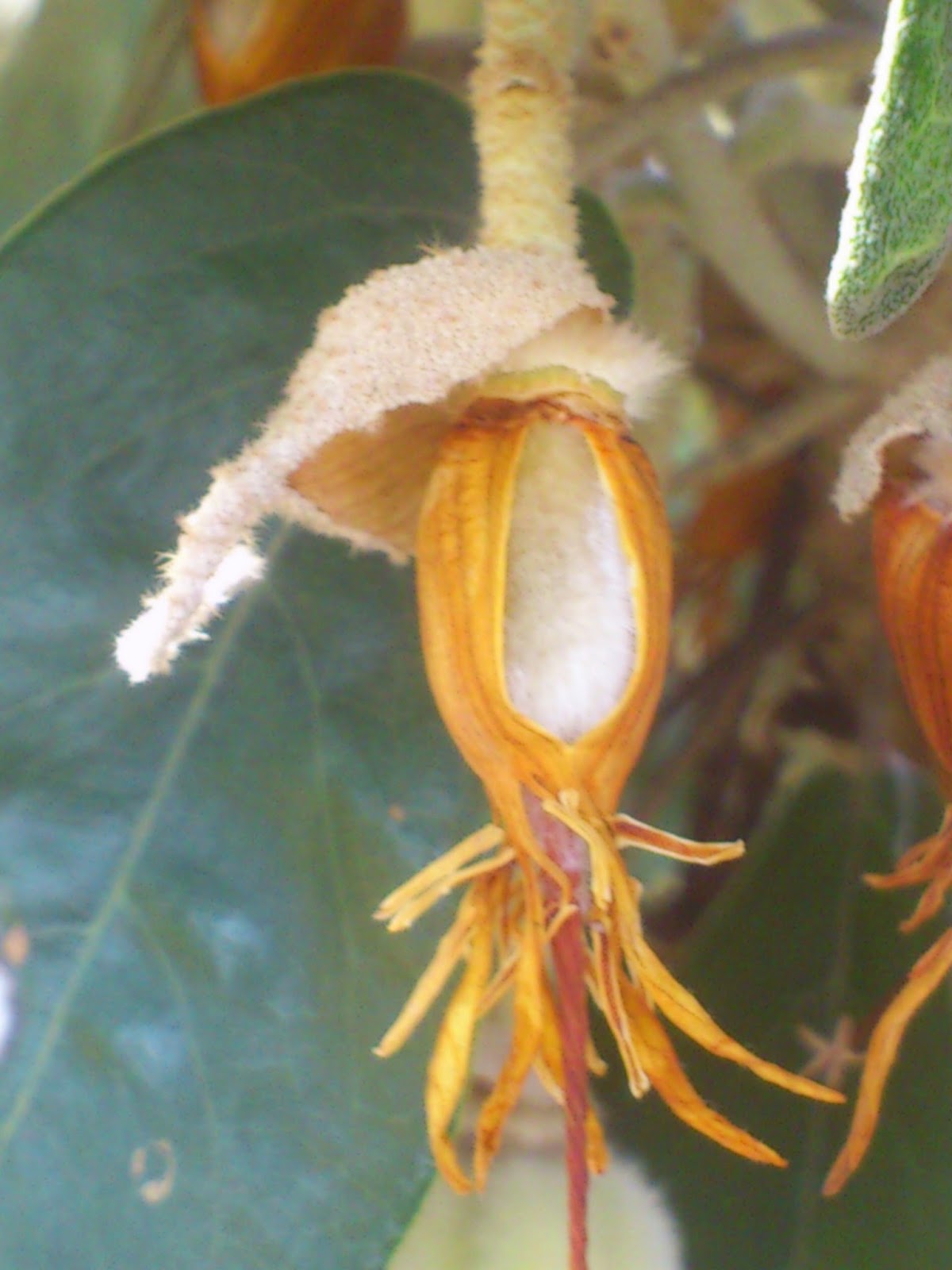 Bonsai Mauritius: Trochetia Boutoniana National Flower of Mauritius