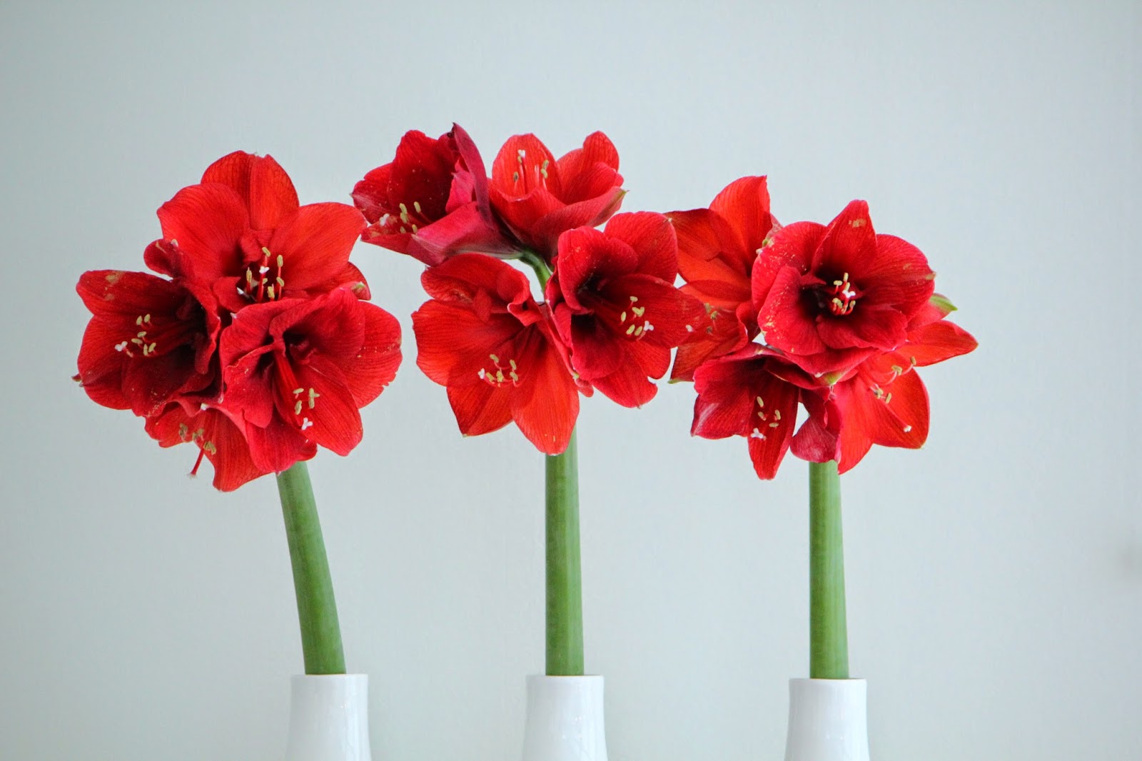 Bjørkvold besøkshage: Juleblomster