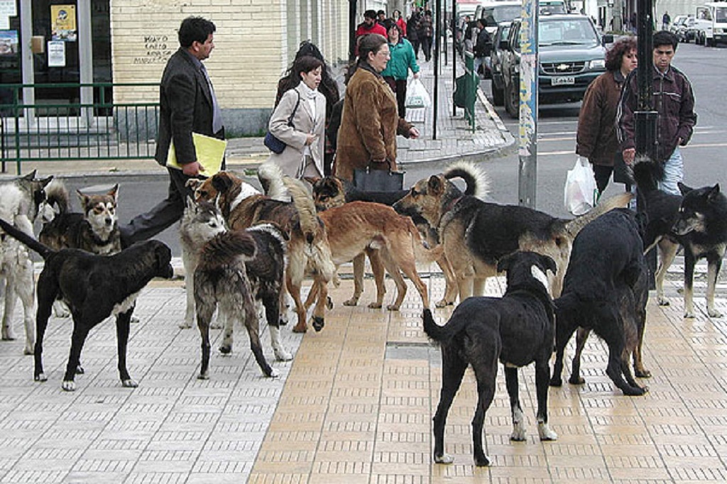 Siglo XXI: QUELQUE 500.000 CHIENS ERRANTS DANS LES RUES DE SANTIAGO DU ...