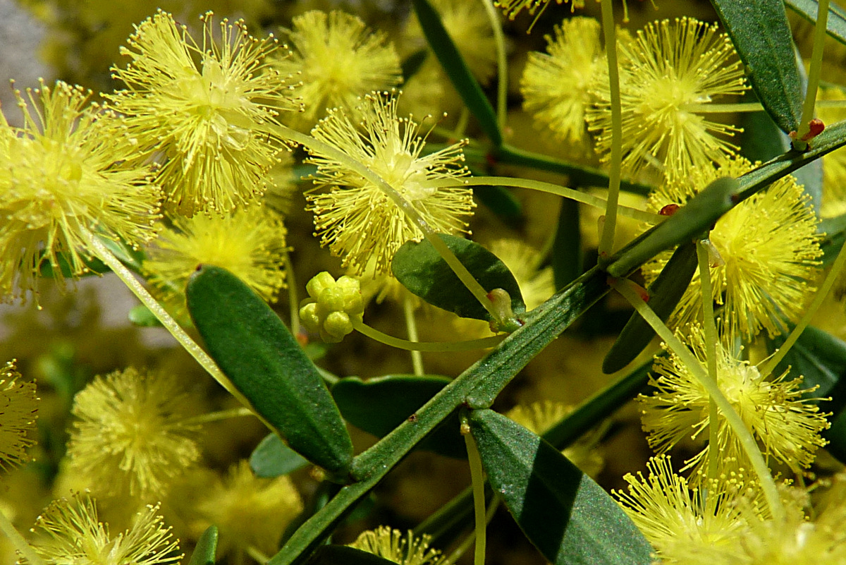 Bushranger: Gold Dust Wattle