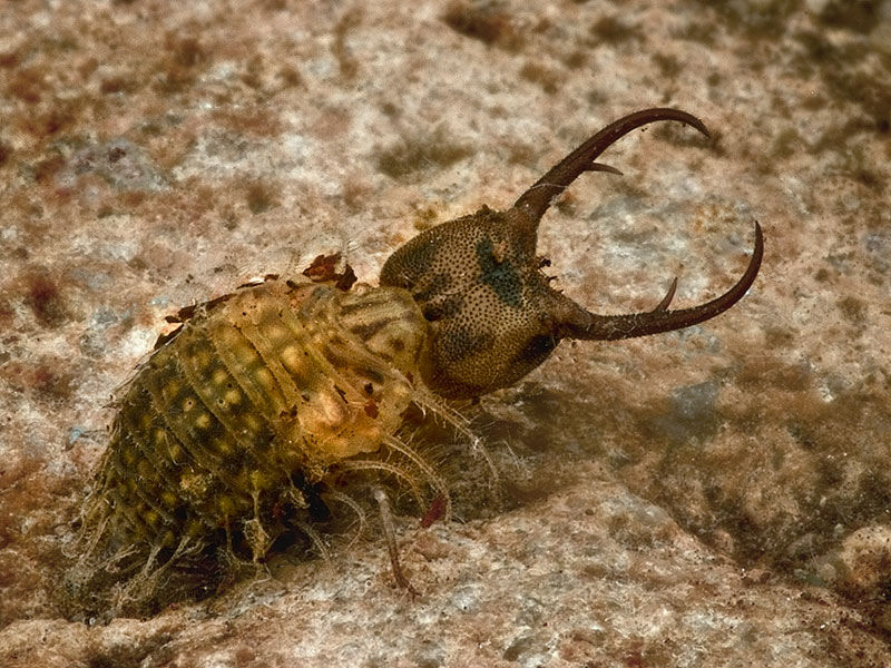 Antlion - Insects Morphology
