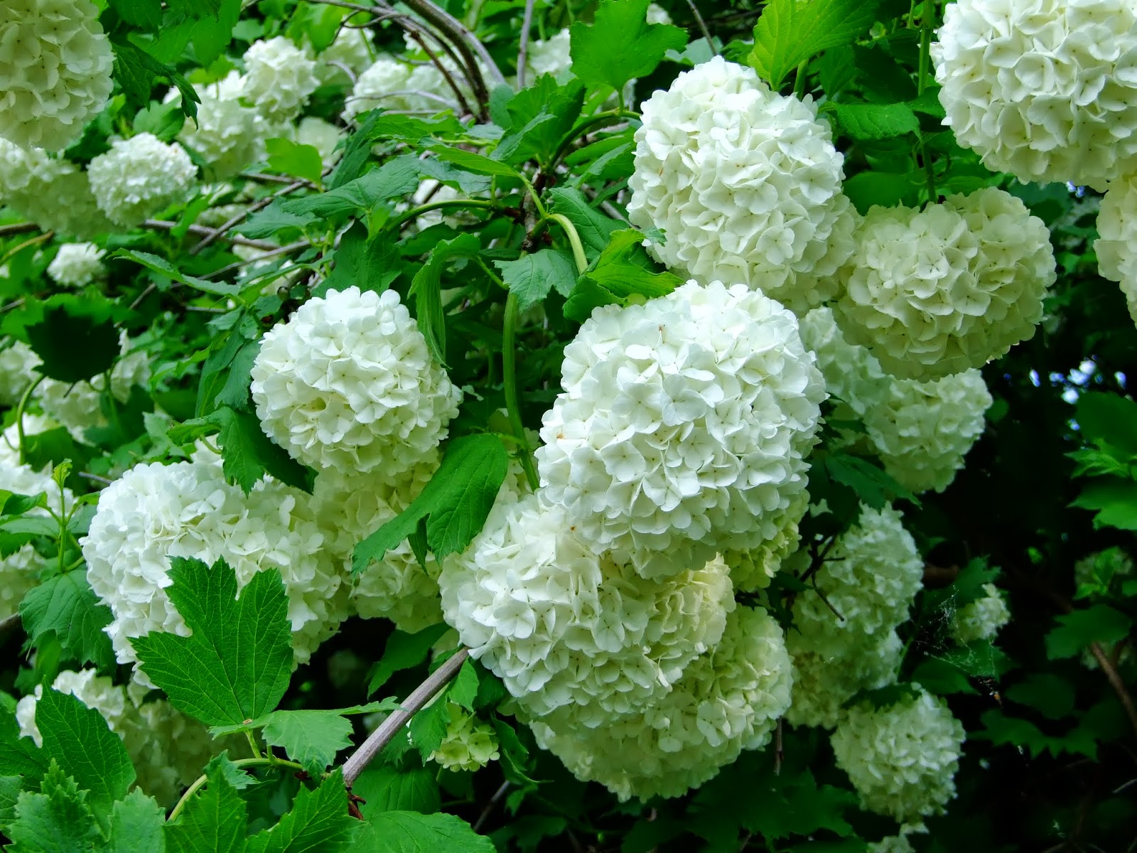 Villa and garden: Kalina