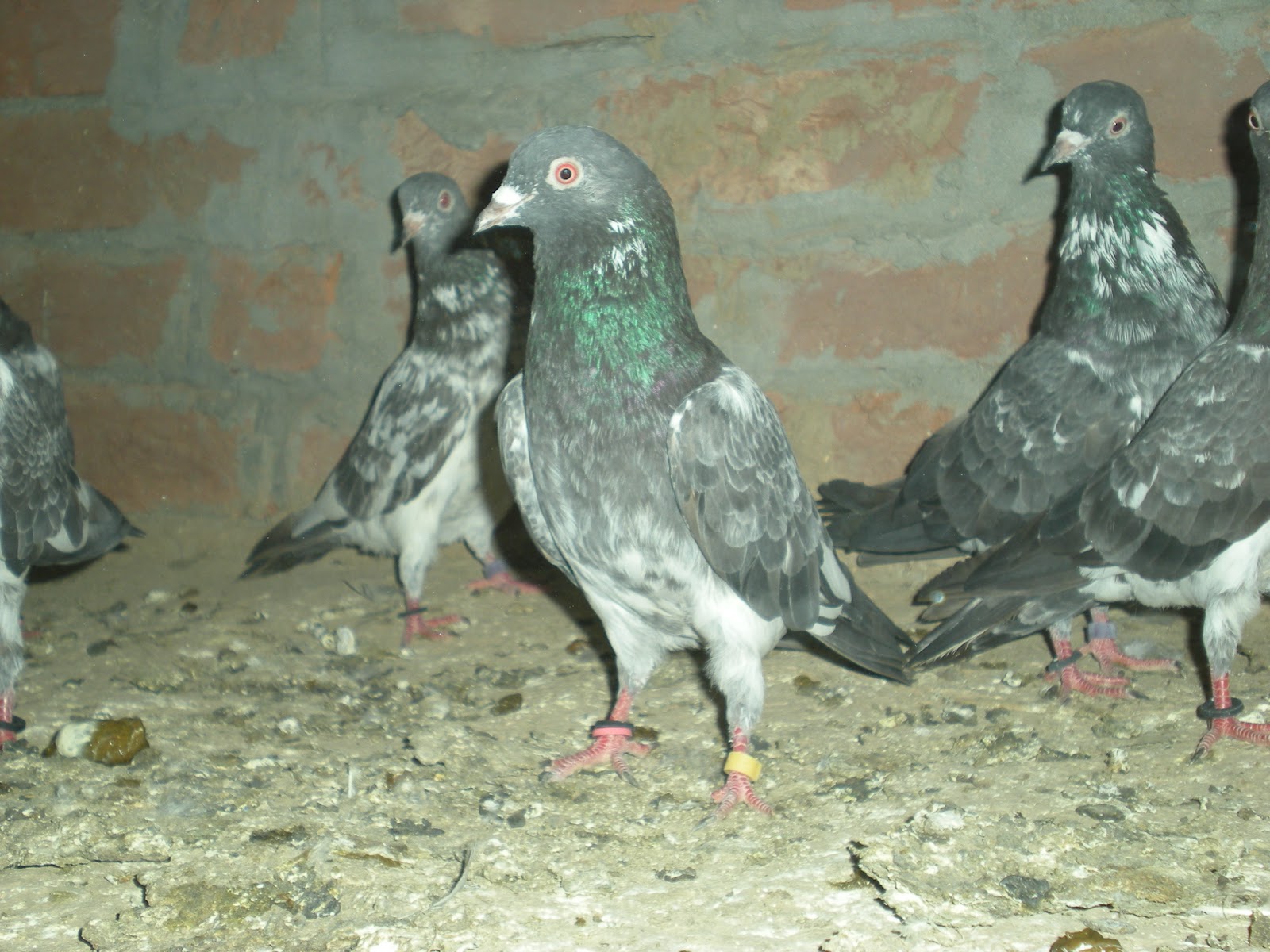 Pakistani Tipplers (Kabootar Baaz) | UK & USA Pigeons | Fancy Pigeons ...
