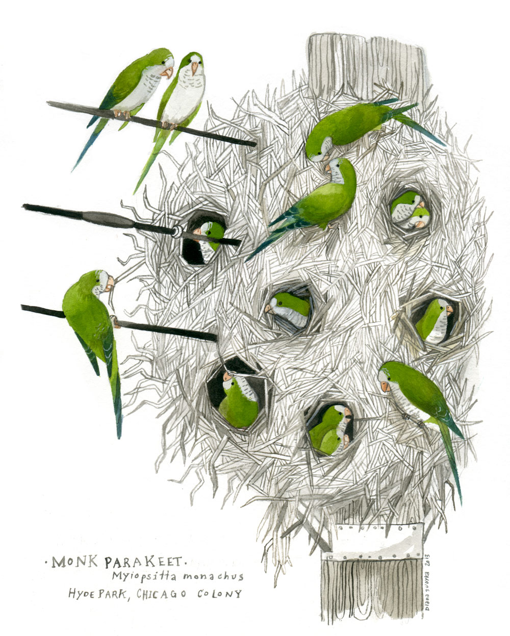 Monk Parakeet - Myiopsitta monachus