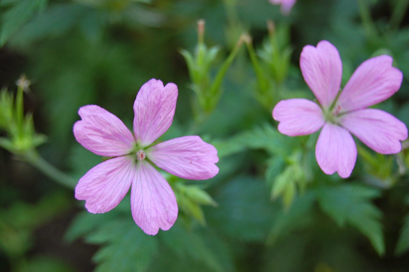 Foto Bunga Geranium