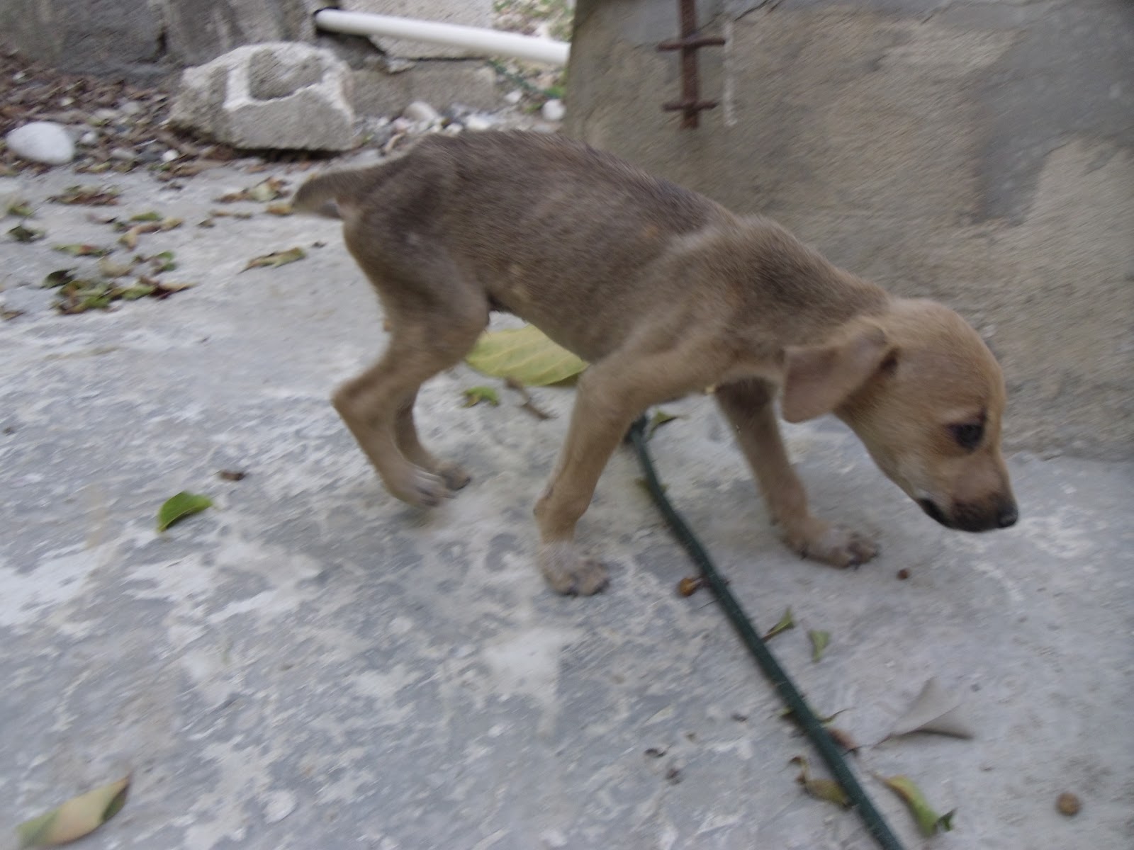 Fielstra Family for Haiti: Lessons from a third world puppy
