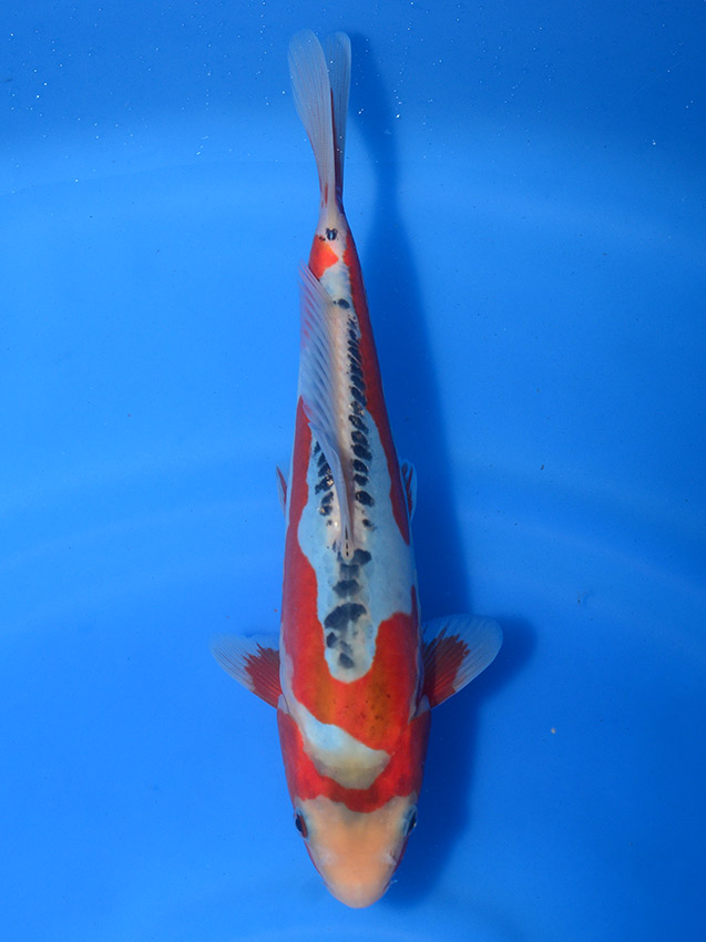 KOIKICHI FISH FARM: 2015