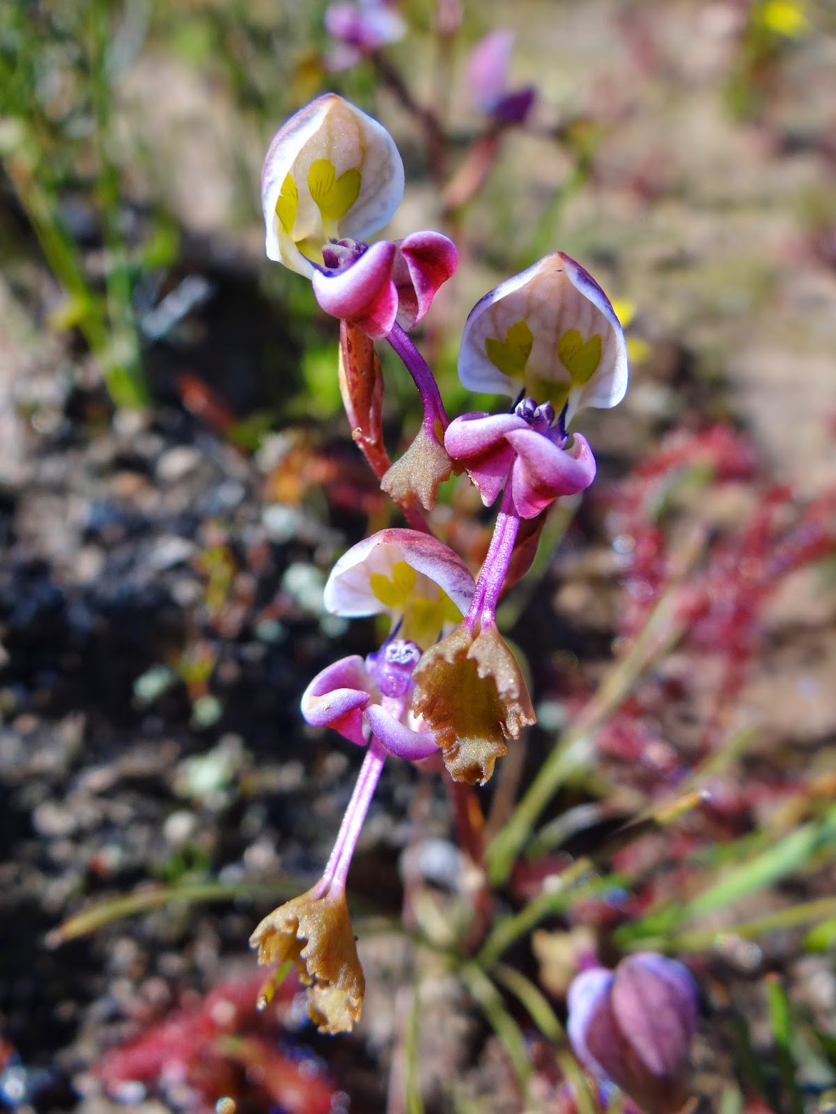 Caerulean Skies: South African Winter blooming orchids