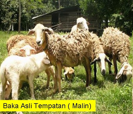 bukan doktor veterinar: Jenis-jenis bebiri