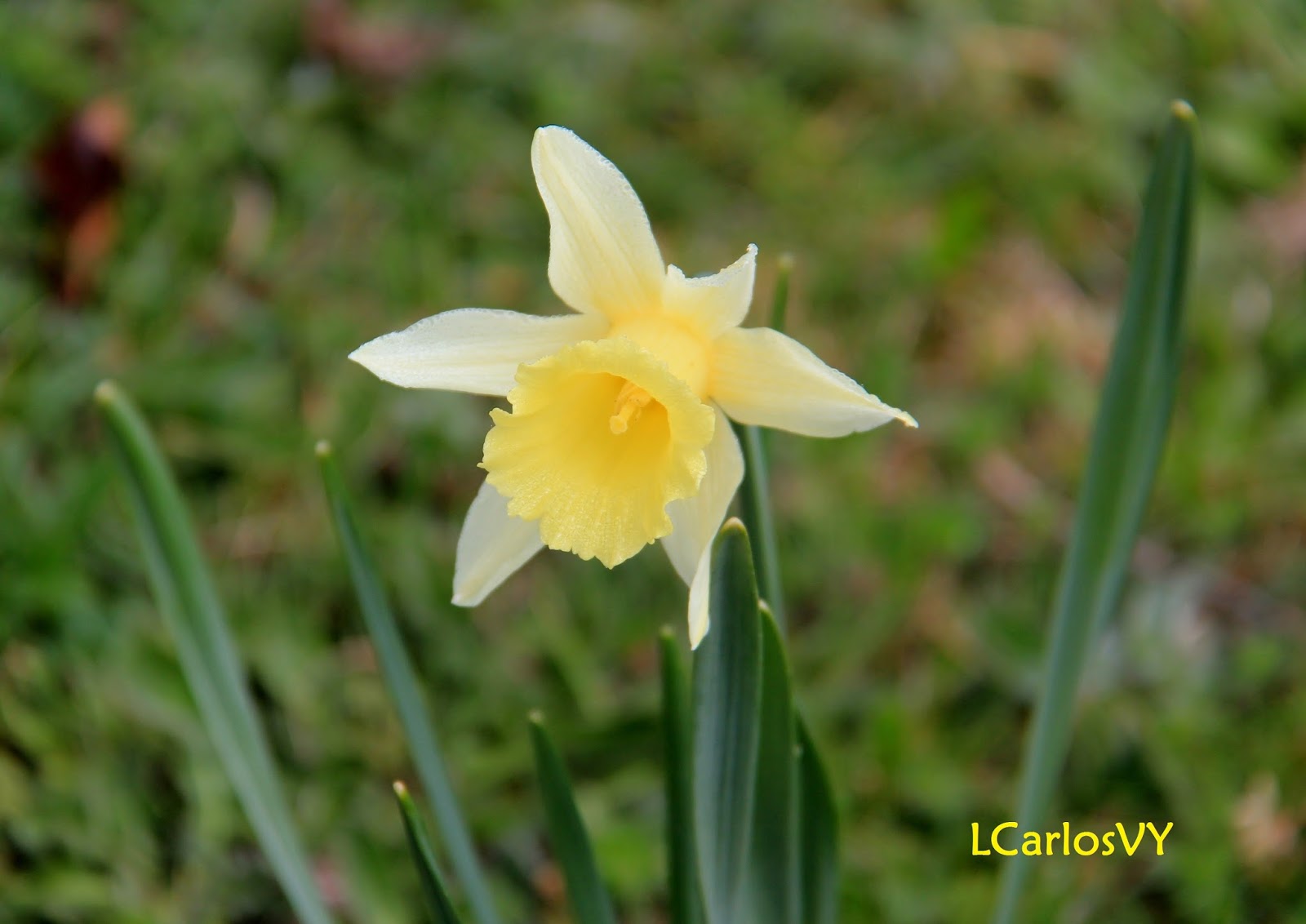 Plantas silvestres de Asturias: Narciso trompón - Narcissus tortuosus