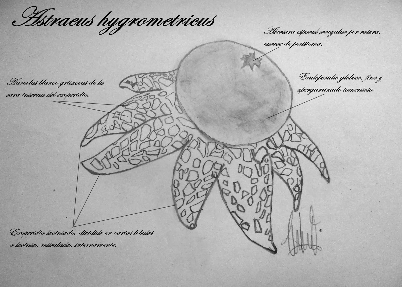 Setas y Hongos de Tineo : ASTRAEUS HYGROMETRICUS (Pers.) Morgan