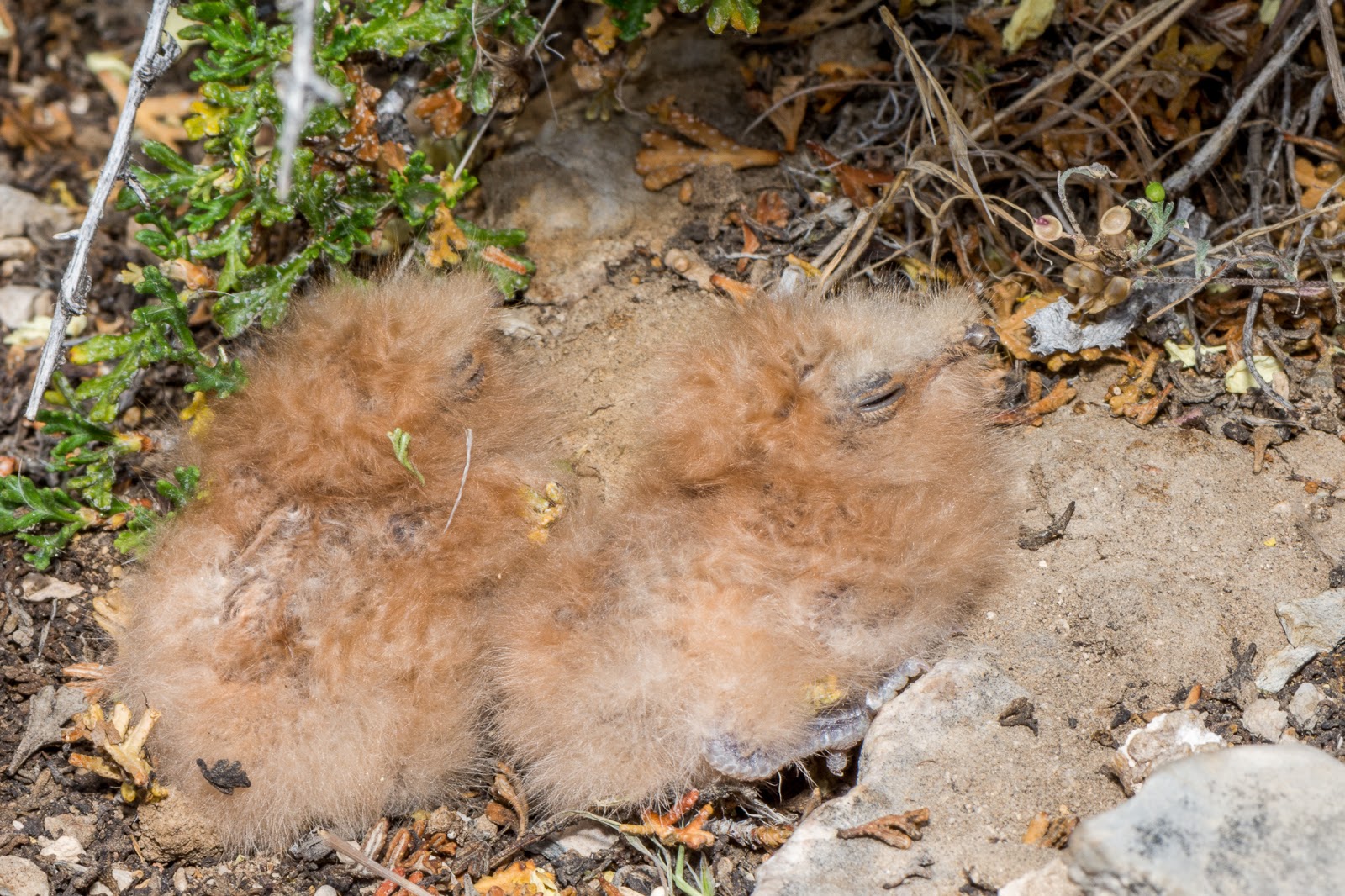 NeoVista Birds and Wildlife: Monitoring a Common Poorwill Nest Site