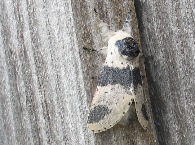 Dispatches from Can of Duck: A Moth Morning