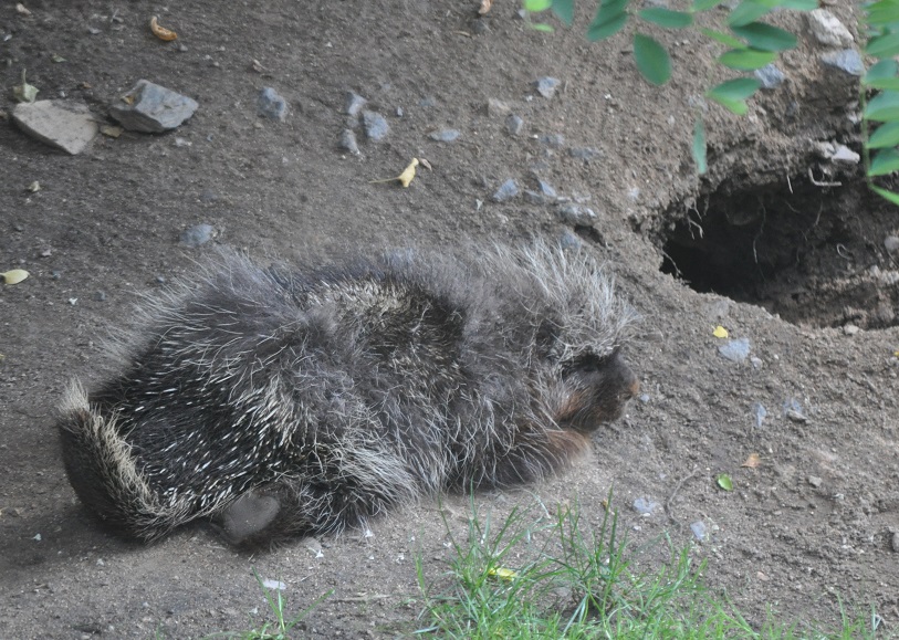 ZOOTOGRAFIANDO (6.100 ANIMALS): URSÓN / NORTH AMERICAN PORCUPINE ...