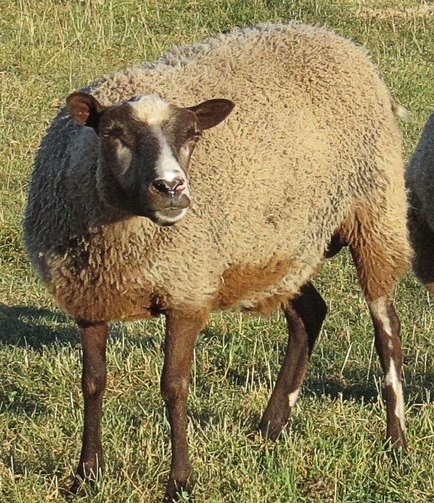 "Ewe's Have It Farm", Shetland Sheep : Sheep 4 Sale