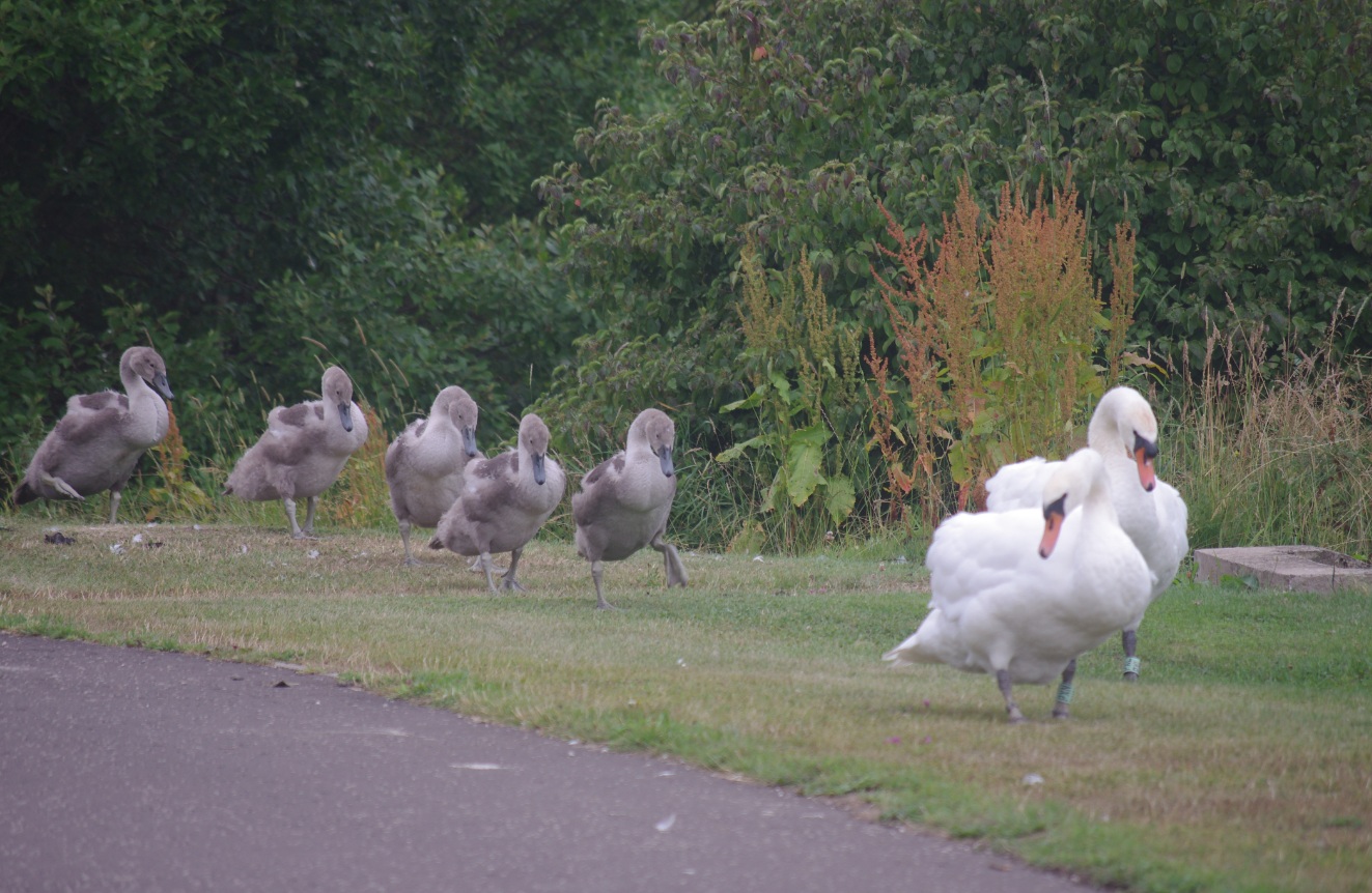 Blog de fotografii: Lebede cu pui