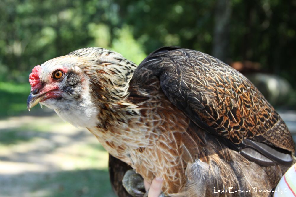 Natural Chicken Keeping: Guide to Feather Anatomy and Coloration